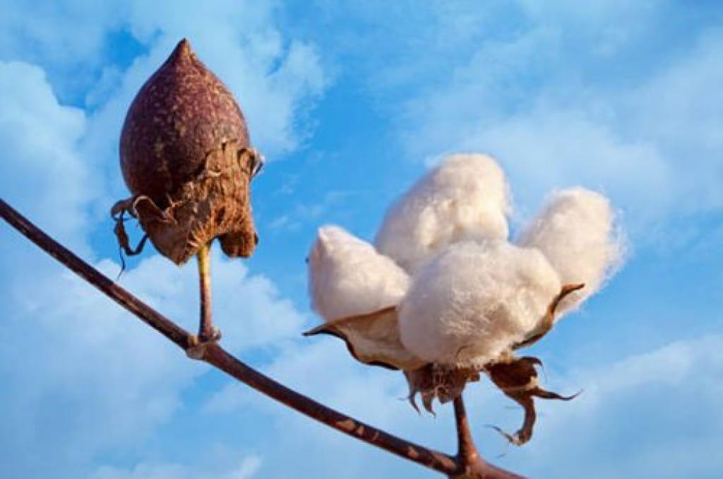 Todo sobre las propiedades del algodón - Masterlogística